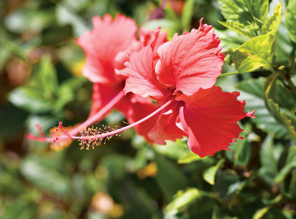 A splash of color in South Maui | News, Sports, Jobs - Maui News
